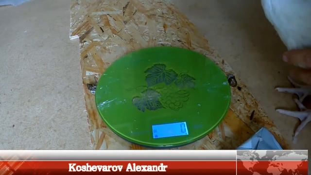 Индюшата  - Точка F   Взвешивание возраст 1 месяц!!!