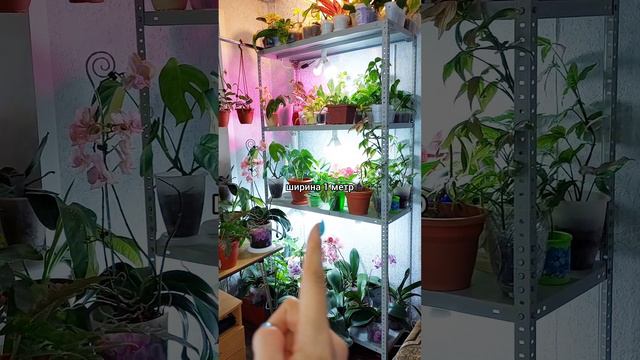 Цветочные стеллажи🌿Точный размер, название, расположение полок🌿 #цветы #растения #уход #shorts