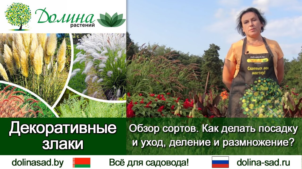 ДЕКОРАТИВНЫЕ ЗЛАКИ для сада обзор, уход, посадка и деление?