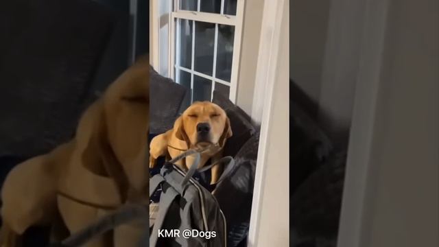 Кто-то получит по хитрой, рыжей морде😉😂 ( видео про собак )