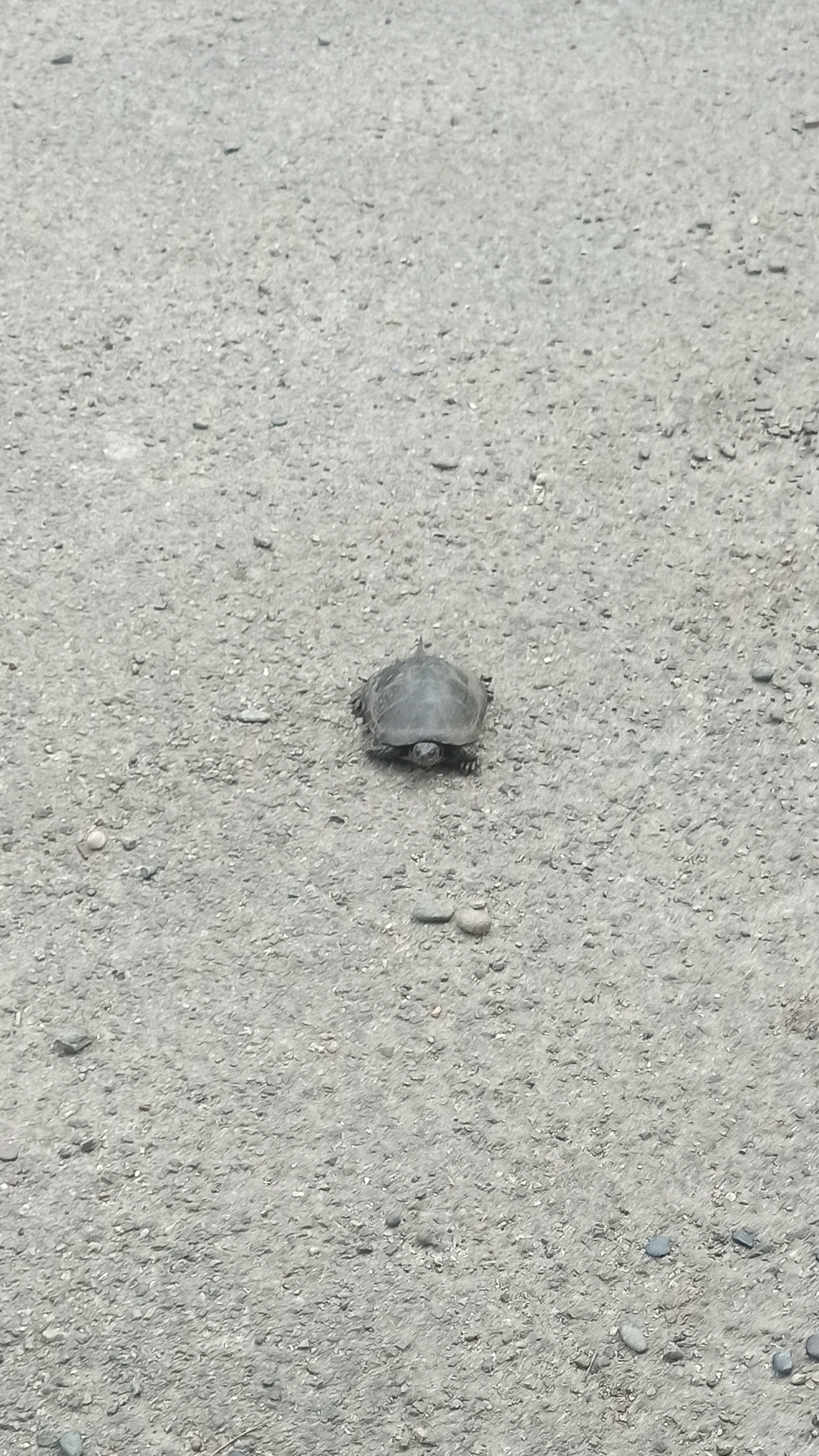 Делайте добрые дела не проходите мимо, нашел черепаху на парковке среди машин.