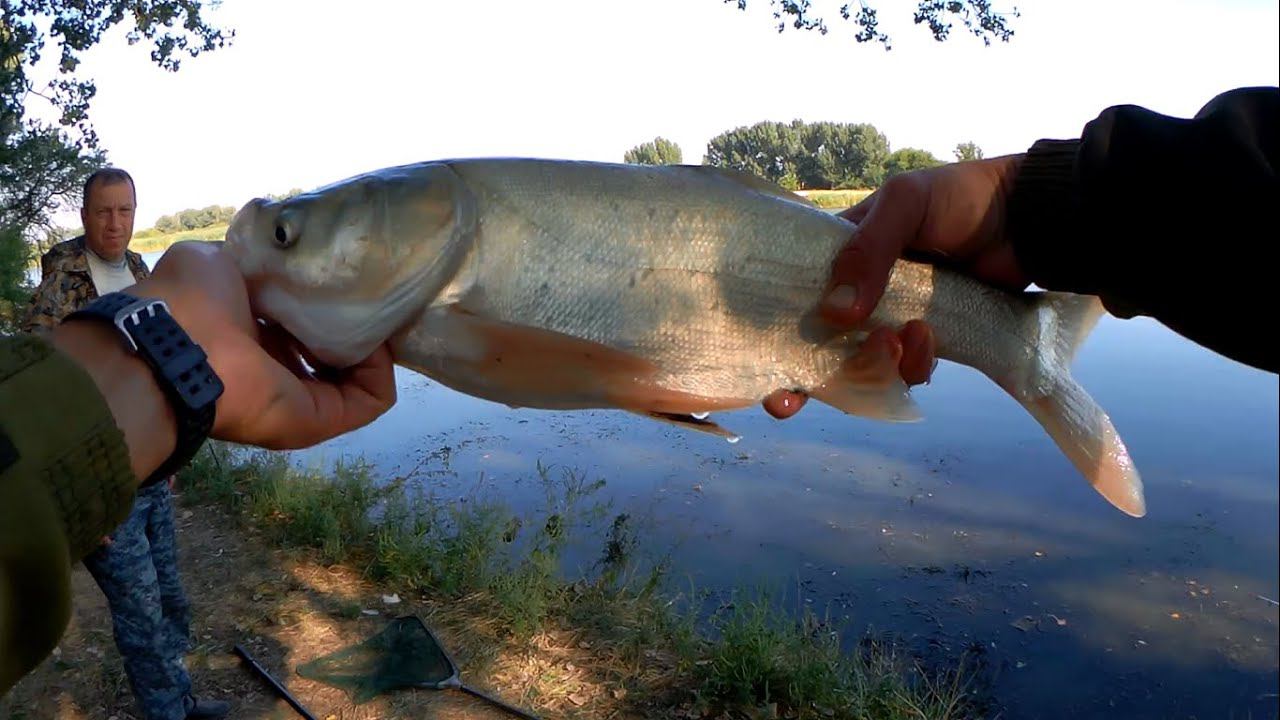 ВЫ ТАКОЕ ВИДЕЛИ? ТОЛСТОЛОБ НА СОСКУ!!! Нашёл родник. И снова бешеный клёв.