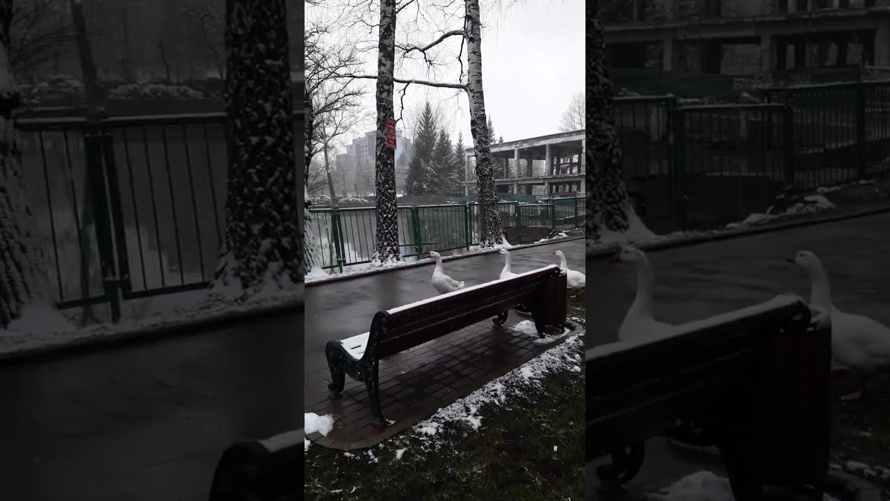 Парк Коста Хетагурова