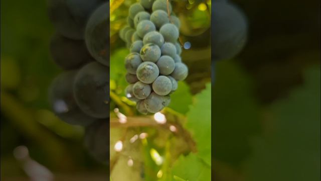 поездка в деревню 2024