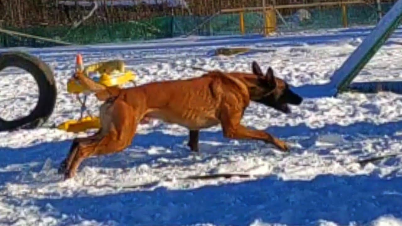 АТАКА  БЕЛЬГИЙСКАЯ  ОВЧАРКА
