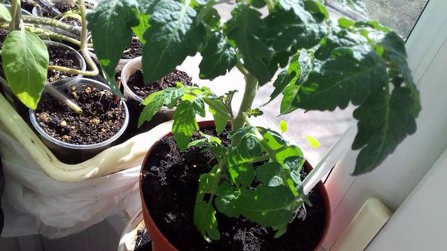 Томат "Балконное чудо " на стадии рассады.