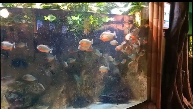 пираньи , кормлений пираньи , рыбы океанариум спб , Питер