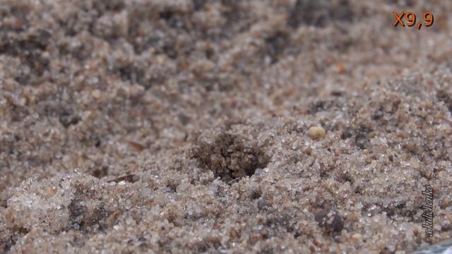 ЖУК-СКАКУН РОЕТ НОРКУ