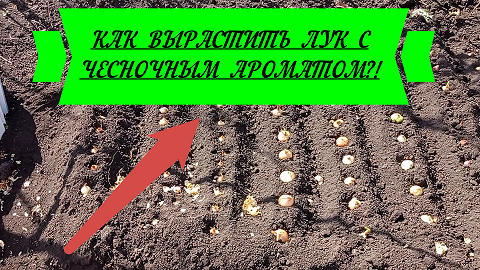 Как вырастить лук с чесночным ароматом?!#лук#выраститьлук#луксчесночнымароматом#лукназелень#лукнагря