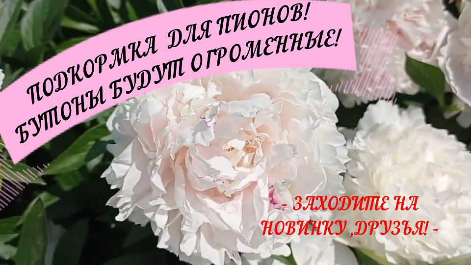ПОДКОРМКА ДЛЯ ПИОНОВ!БУТОНЫ БУДУТ ОГРОМЕННЫЕ!#пионы#пионыуход#пионыудобрение#чашакрасоты#пионыкрупны