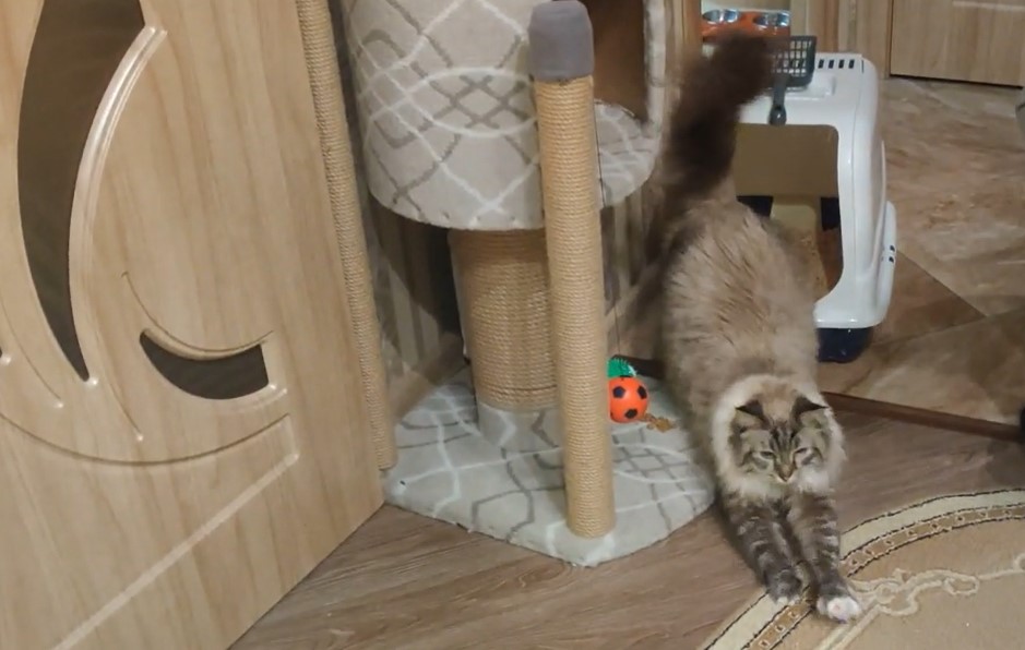 Красивый кот Маркиз де Кокос. Адаптация в новом доме.