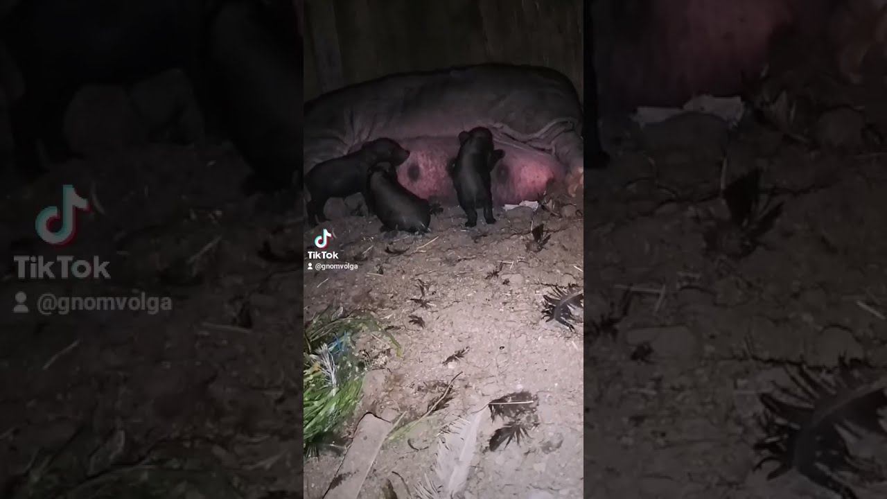 Поросята учатся сосать мамку