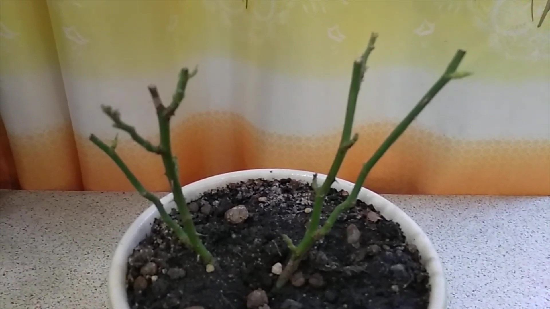 Сохраняю розу из горшка.