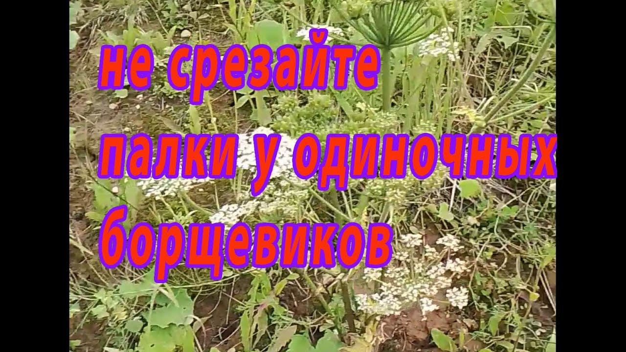 Чем опасно срезание одиночных борщевиков полностью