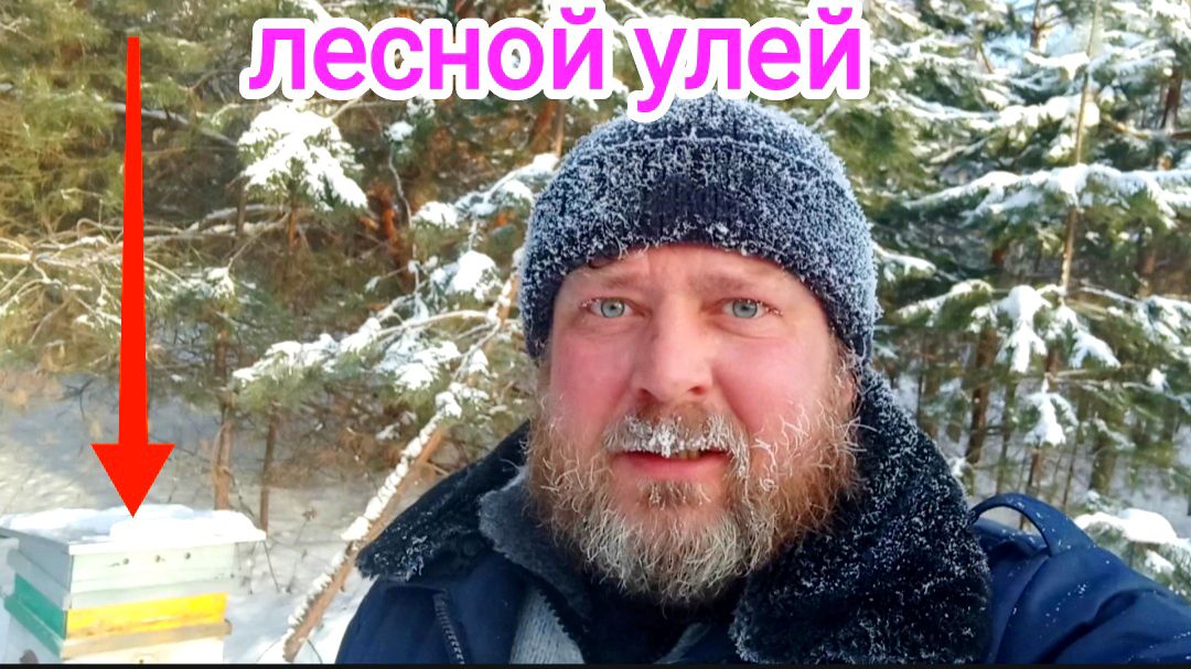 Как зимуют пчёлы в лесу? ПЧЕЛОВОДСТВО!