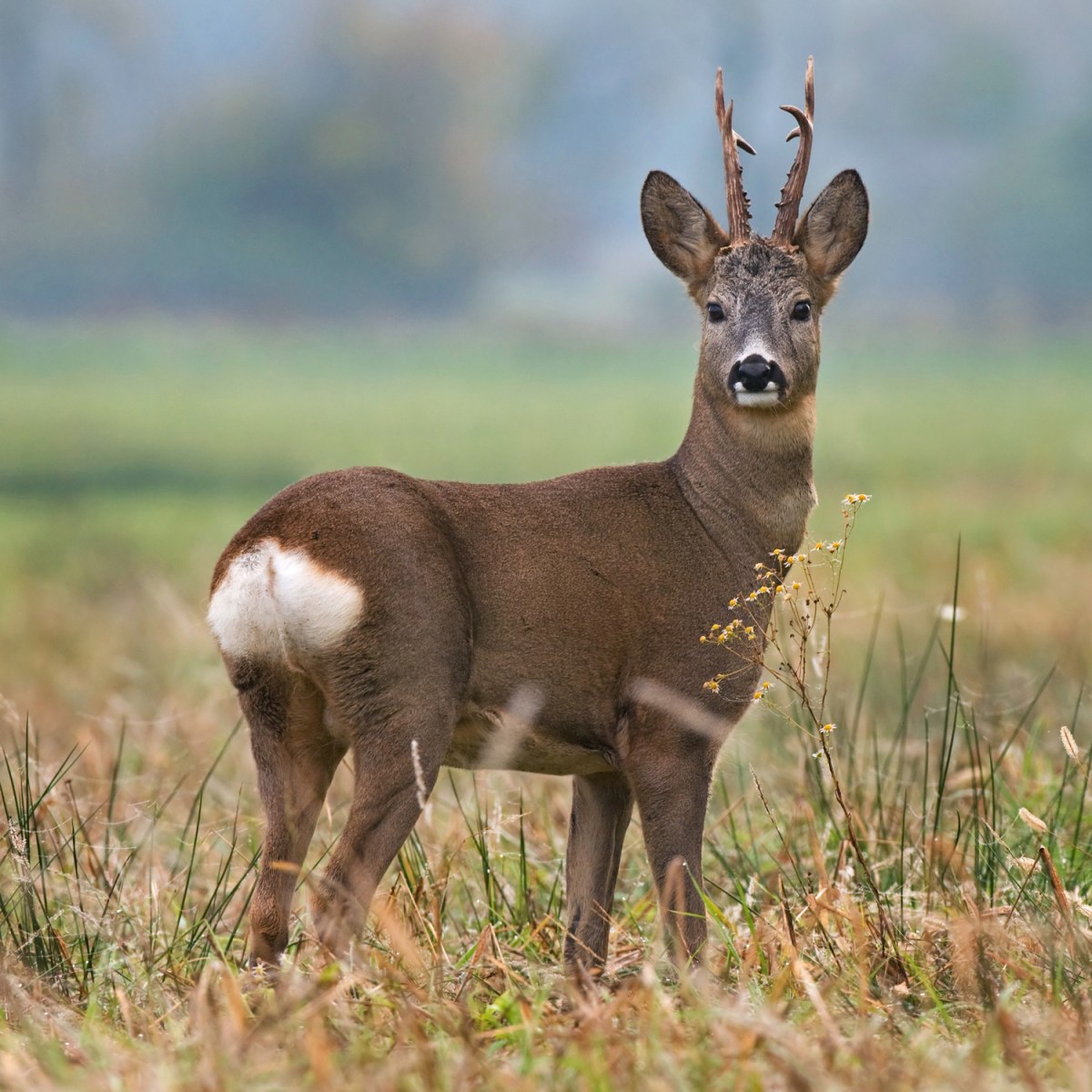 Выход на косулю во время гона.
