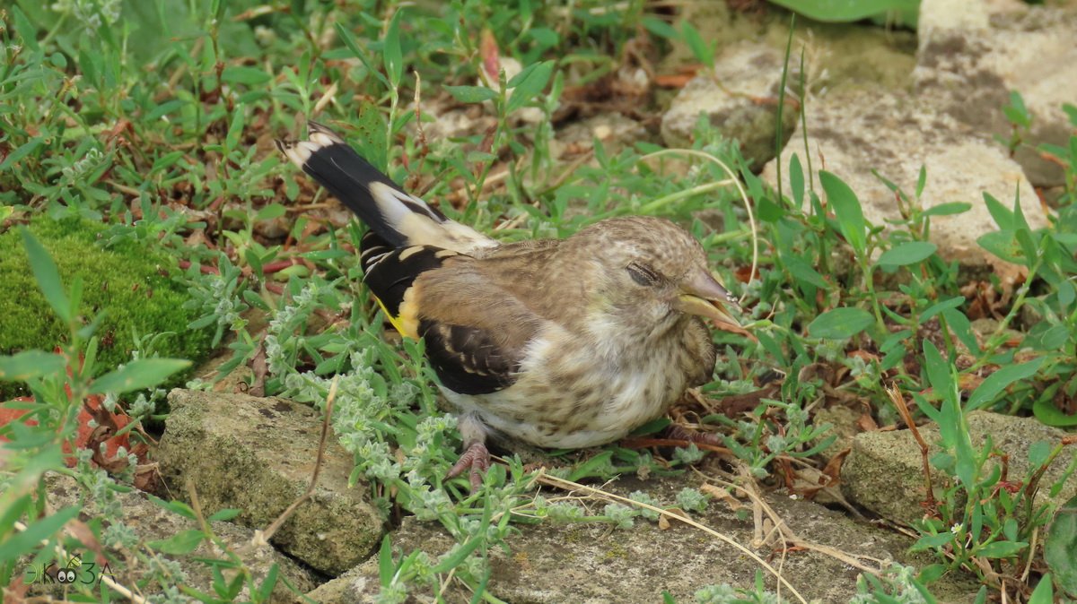 Слётки покинули гнездо. Воробьи и щегол