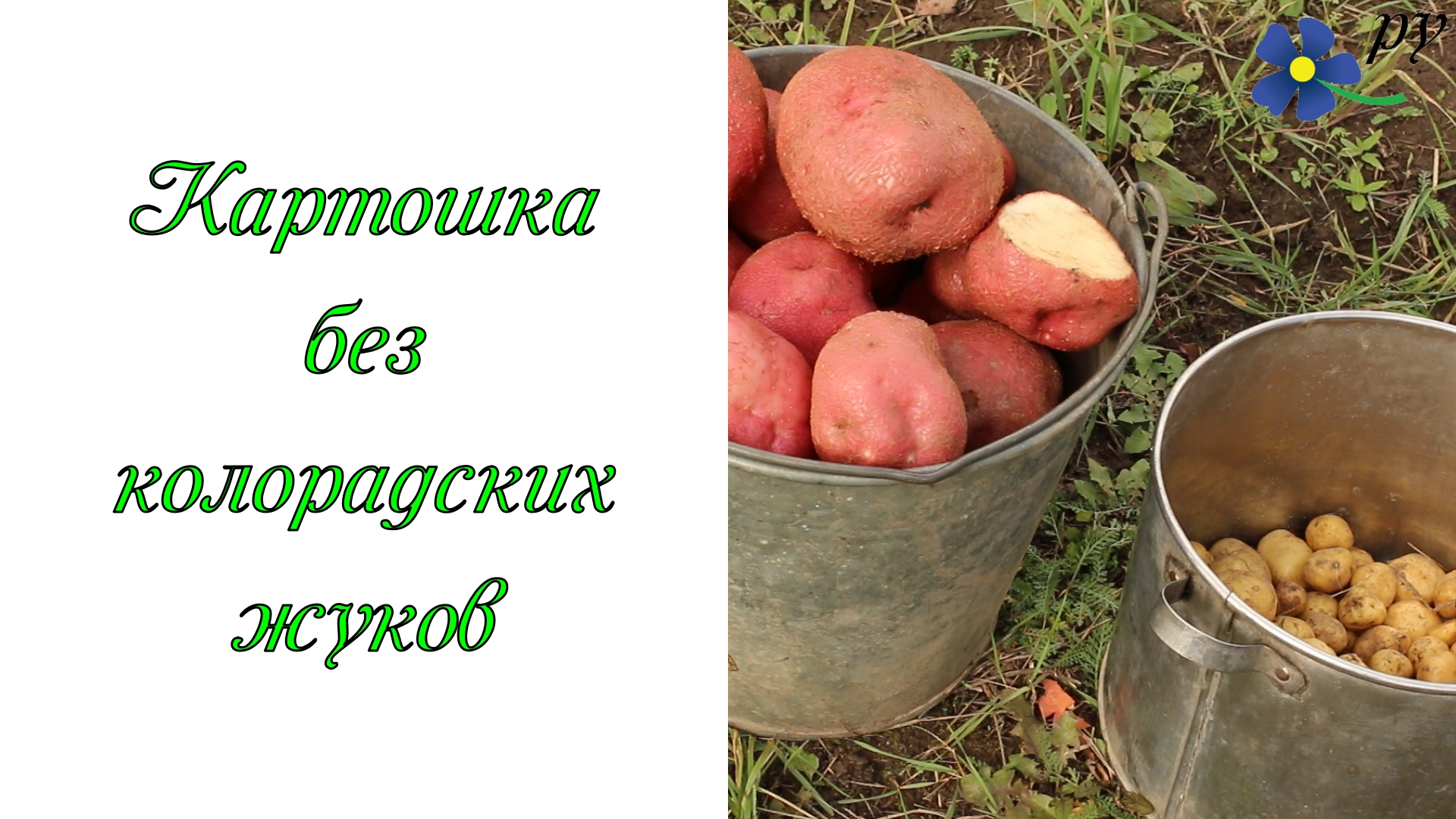 Картошка без колорадских жуков