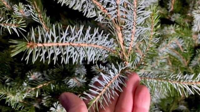 Какую ёлку выбрать на Новый год в 2023 году?