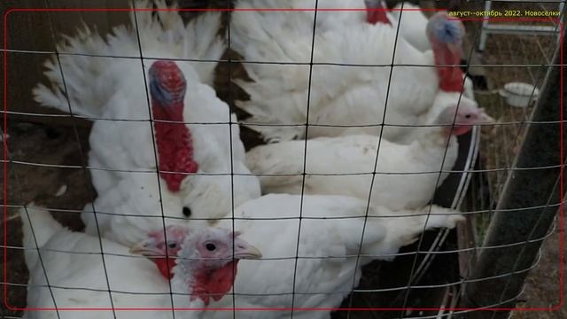 авг-окт_2022. Конакоский мох + Новосёлки