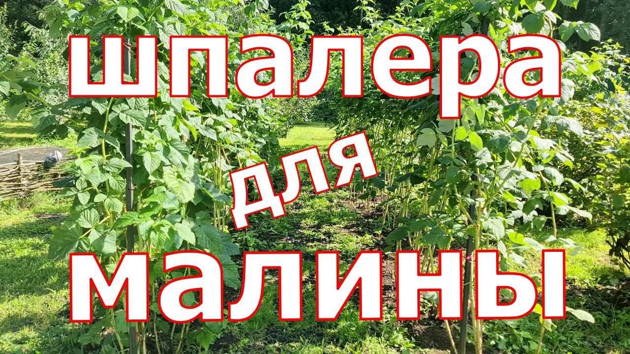 ПОСТАВЬ МАЛИНУ на МЕСТО! Шпалера для малины одноплоскостная