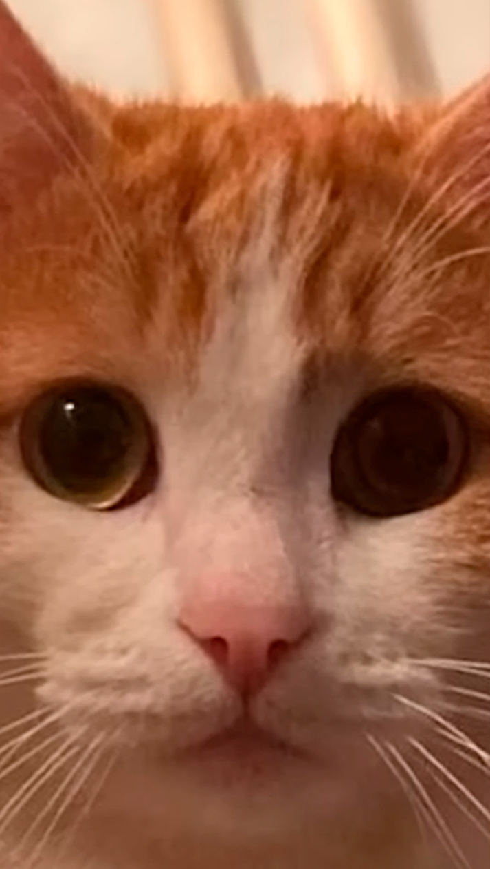 ИСТОРИЯ кота ТВИКСА 🧡😭 День УВАЖЕНИЯ кошек ❤️ #shorts #коты #котТВИКС #ДЕНЬУВАЖЕНИЯКОШЕК #4kvideo