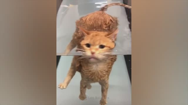 Приколы с котами и собаками #47