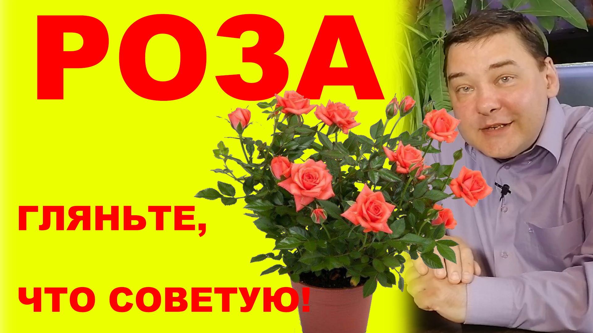 Комнатная роза: 5 ценных советов