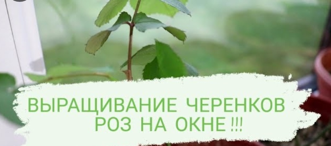 ВЫРАЩИВАЮ ЧЕРЕНКИ РОЗ НА ОКНЕ!!! ОДИН ИЗ МОИХ ЛЮБИМЫХ СПОСОБОВ ЧЕРЕНКОВАНИЯ РОЗ.
