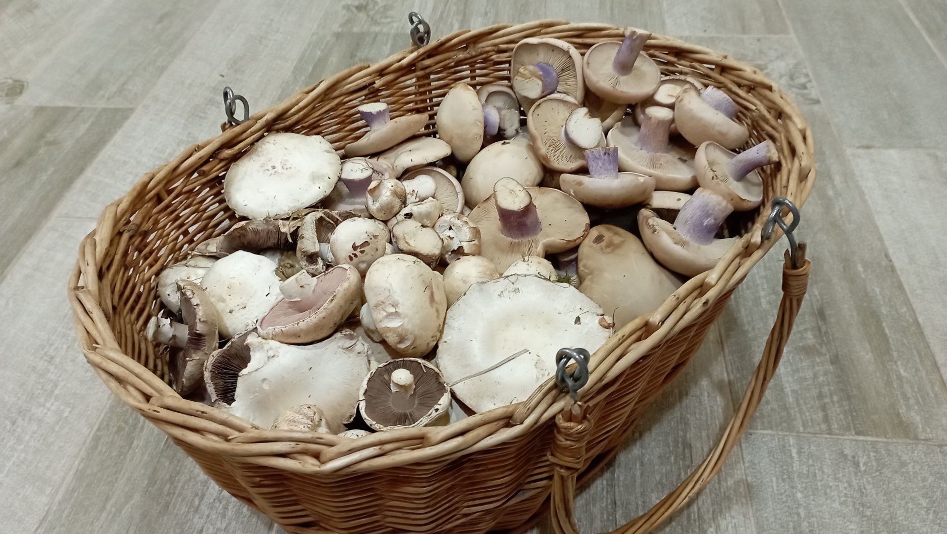 Рядовочка пошла! СИНЕНОЖКА!!! По грибы 12 ноября 2023 года.