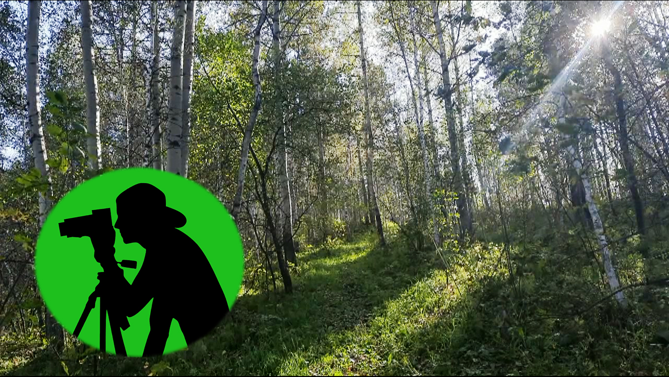 Пение лесных птиц для вашего расслабления, снятия стресса и крепкого сна / Звучание летнего леса