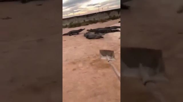 Разгон крокодилов