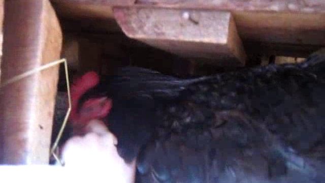 как квочка подбирает под себя свои яйца