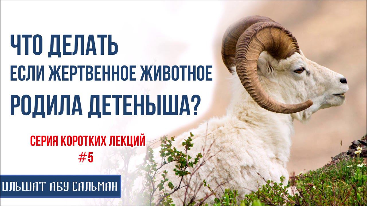 Ильшат Абу Сальман.Что делать если жертвенное животное родила детеныша? Серия лекций Курбан-Байрам
