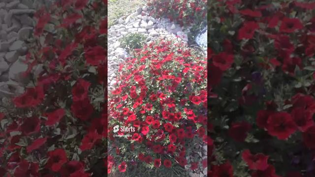 Тайдел вейв ред велюр. Красота