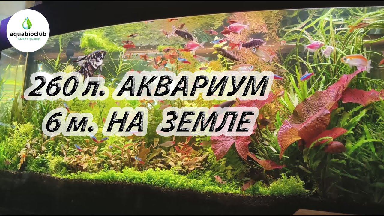 Обзор  260 л.  аквариума 6 м. на земле и без подмен.