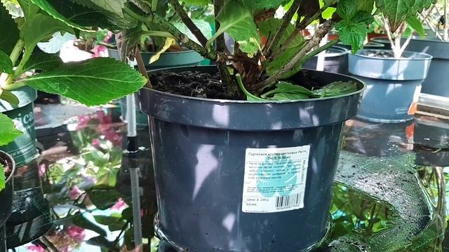 Петуния Шок Вейв, Тайдал, бегония после дождей Цветы в ОБИ Небольшой обзор нашего огородика