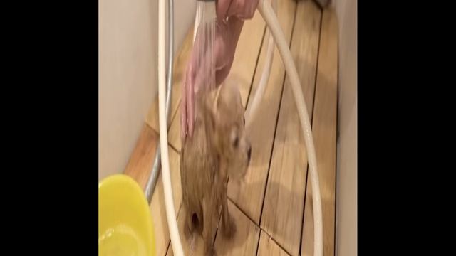 Груминг микро собаки