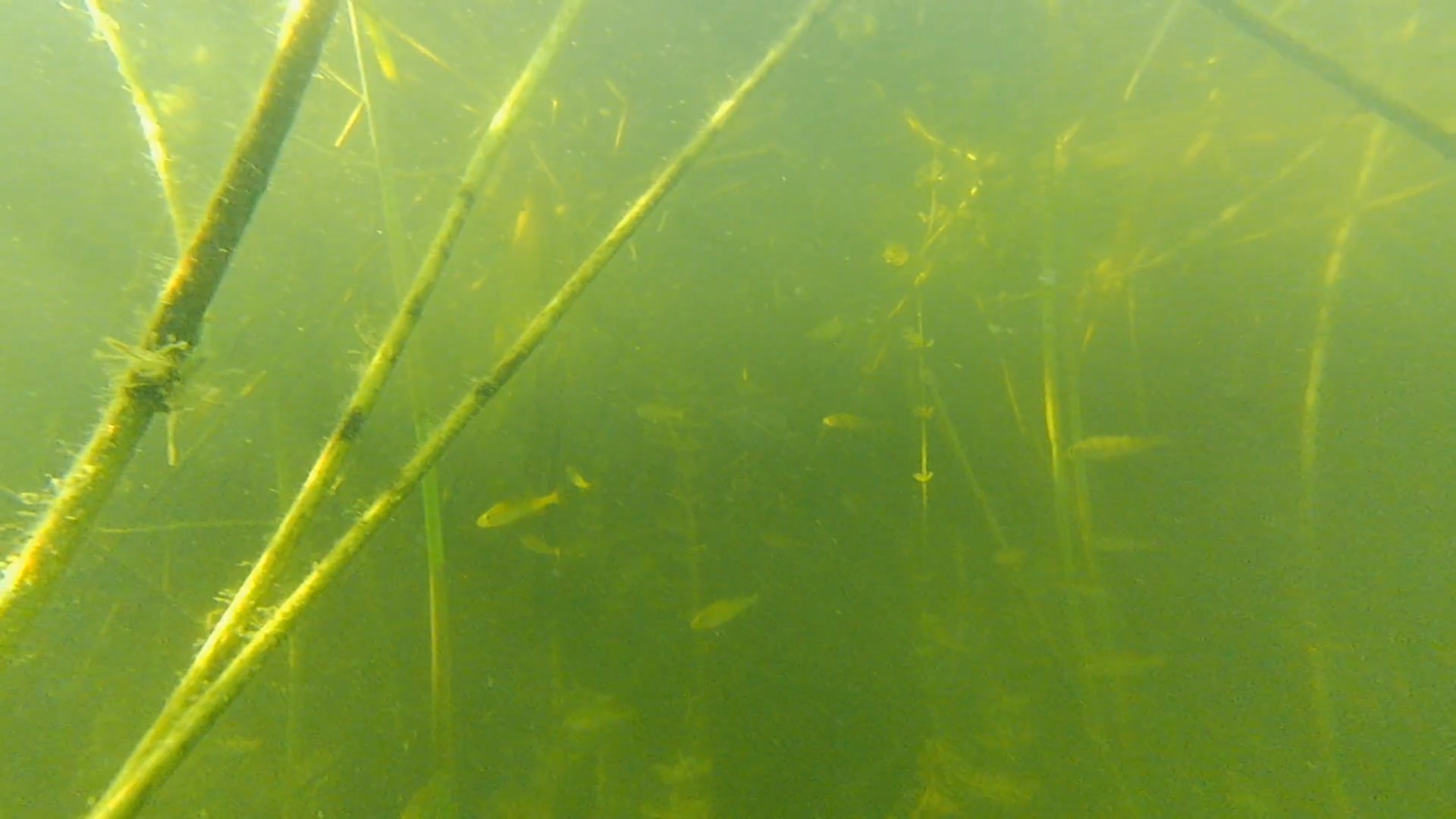 Зеленые водоросли. Фотоохота.