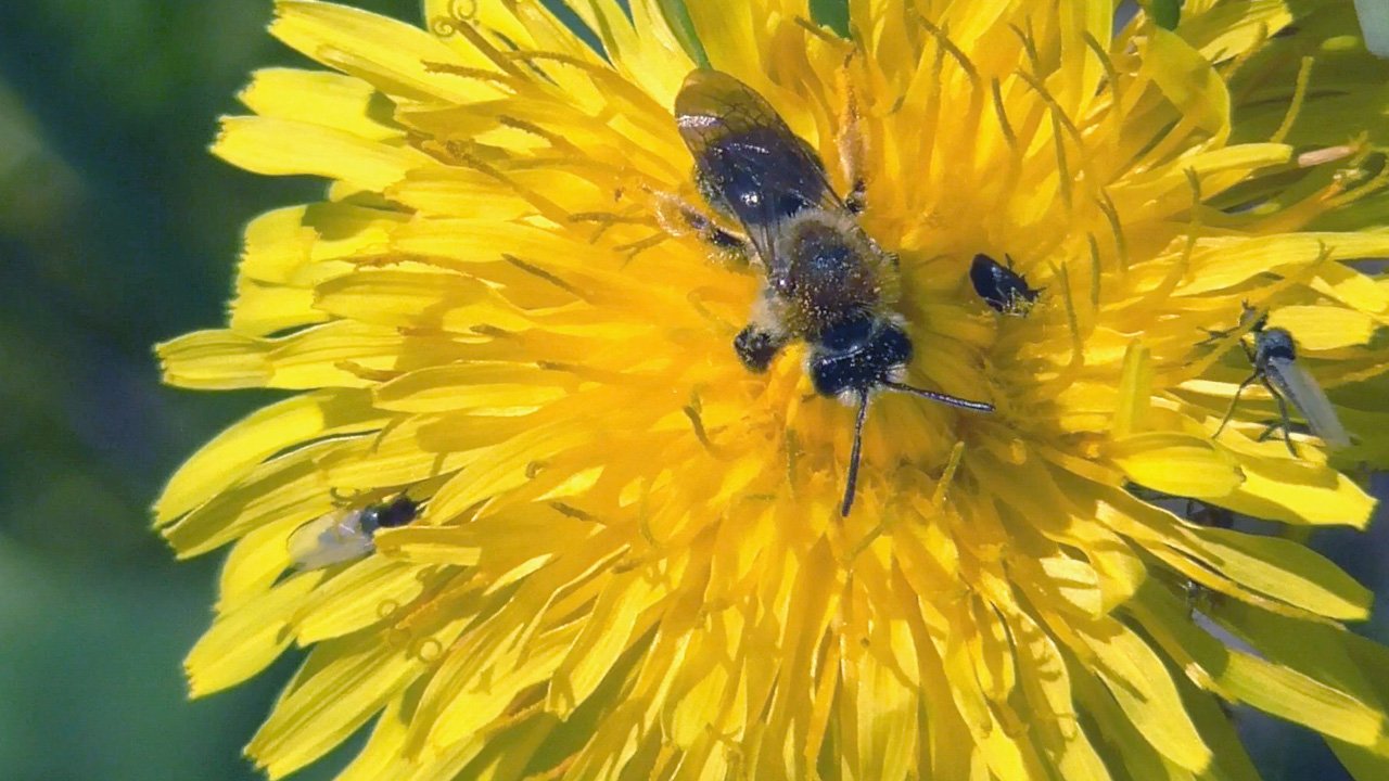 Лесные пчелы. Видеозарисовка первых дней лета. Документальный фильм о природе.