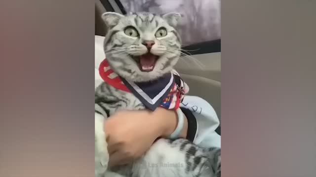 Приколы с котами и собаками #35