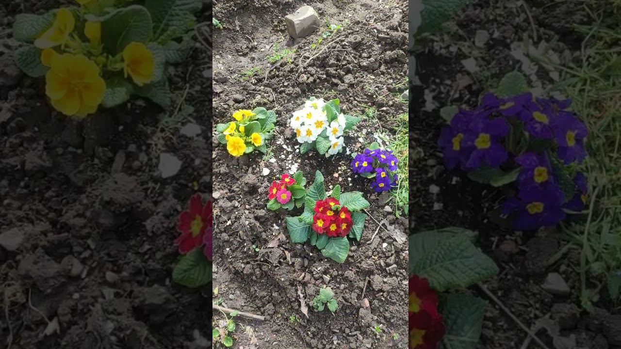 весна 2023г на даче