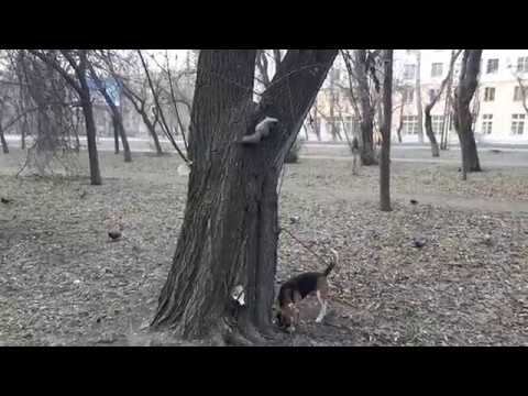 Бигль Фока и городская белка