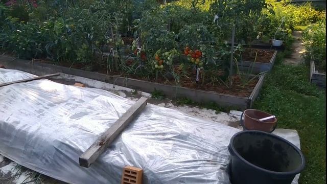 Чеснок супер Гигант. Пора убирать