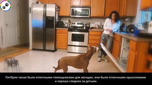 Интересные факты о питбулях