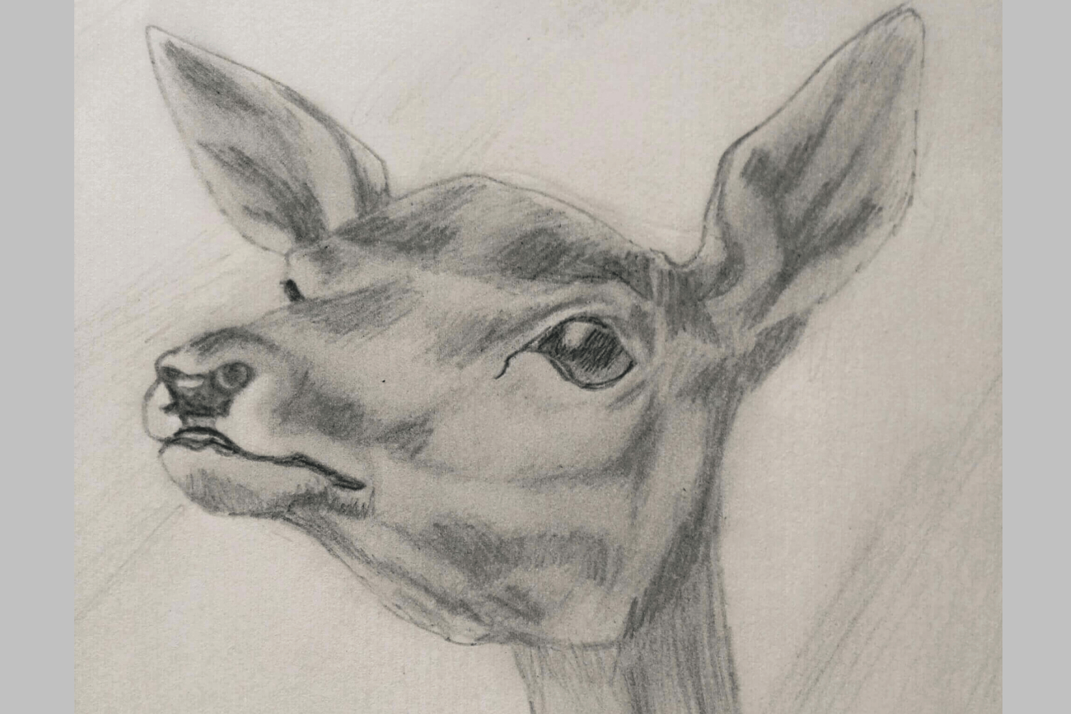 Детские рисунки карандашами. Животные