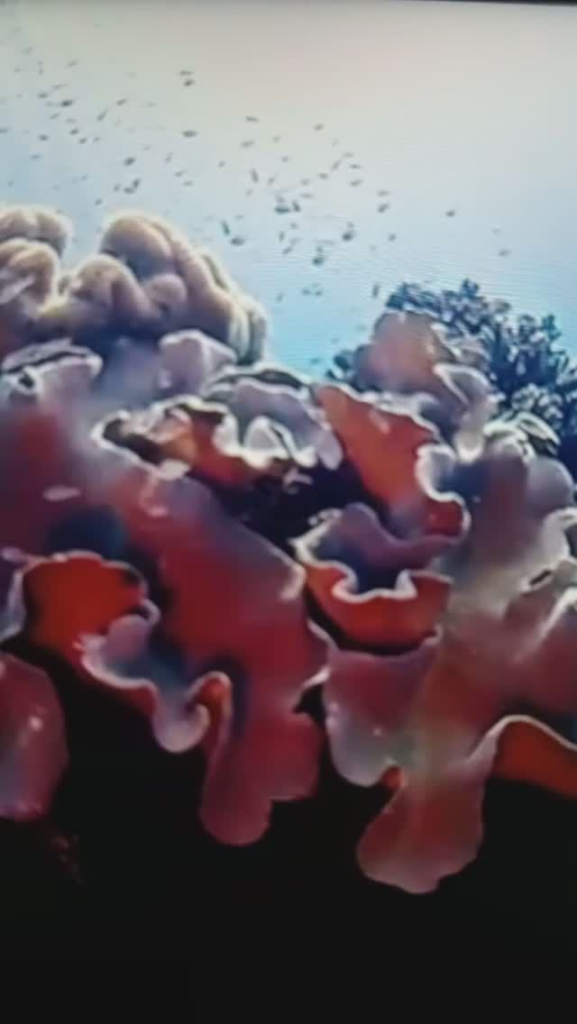 Загадочные морские глубины🤔😳#Shorts