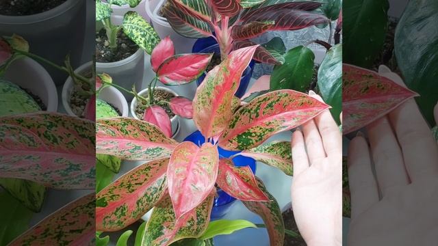 Самая первая #Аглаонема в коллеции?Красивая и неприхотливая? #цветы #растения #престиж #shorts