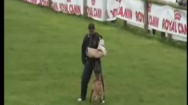 Alpha de Sauvage Chasseur 07 FMBB