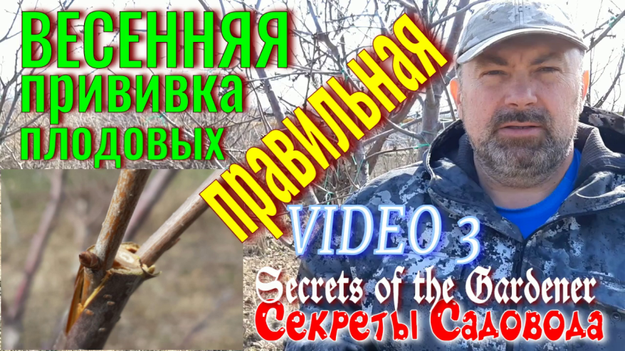 ПРАВИЛЬНАЯ Весенняя ПРИВИВКА Плодовых. VIDEO 3. Прививаем Черешню. "Секреты Садовода"